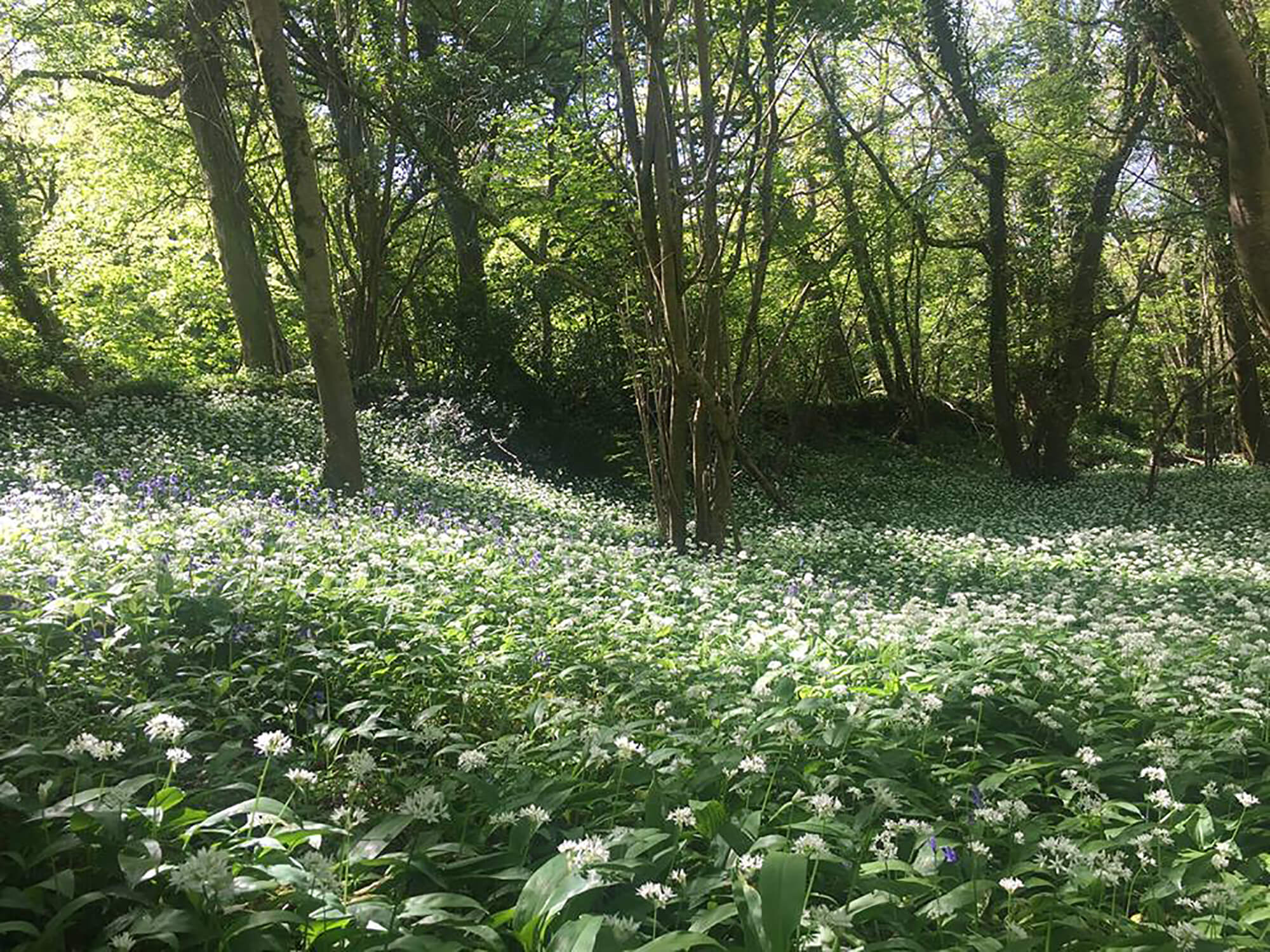 Bourton Combe - Bristol dog walk - Bristol Barkers
