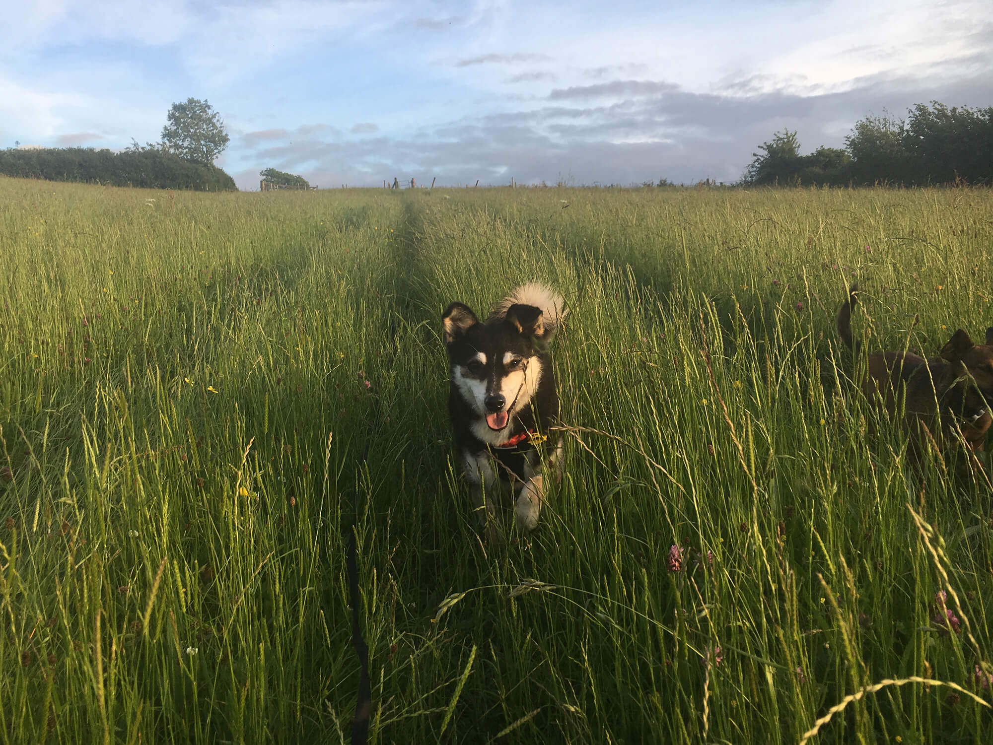 Dundry Hill - Bristol dog walk - Bristol Barkers