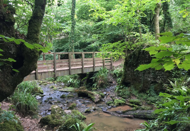 Greyfield Wood & Stephen's Vale Waterfall - Bristol dog walk - Bristol ...