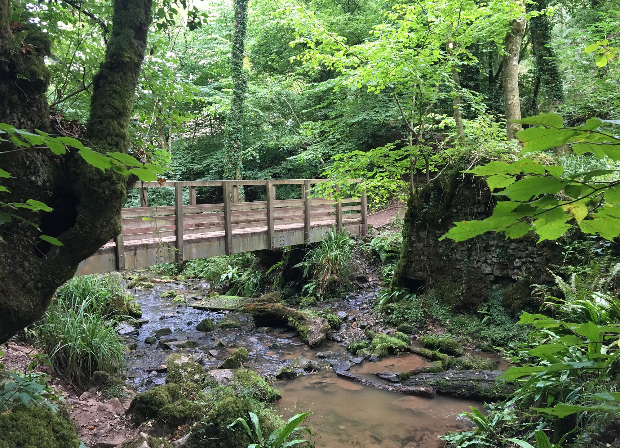 Harridge Wood Nature Reserve - Bristol dog walk - Bristol Barkers