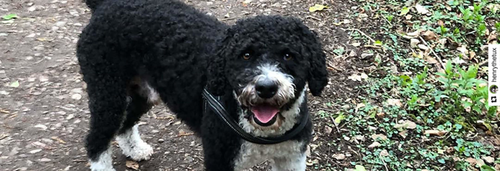 Symonds Yat River Wye Circular - Bristol dog walk - Bristol Barkers