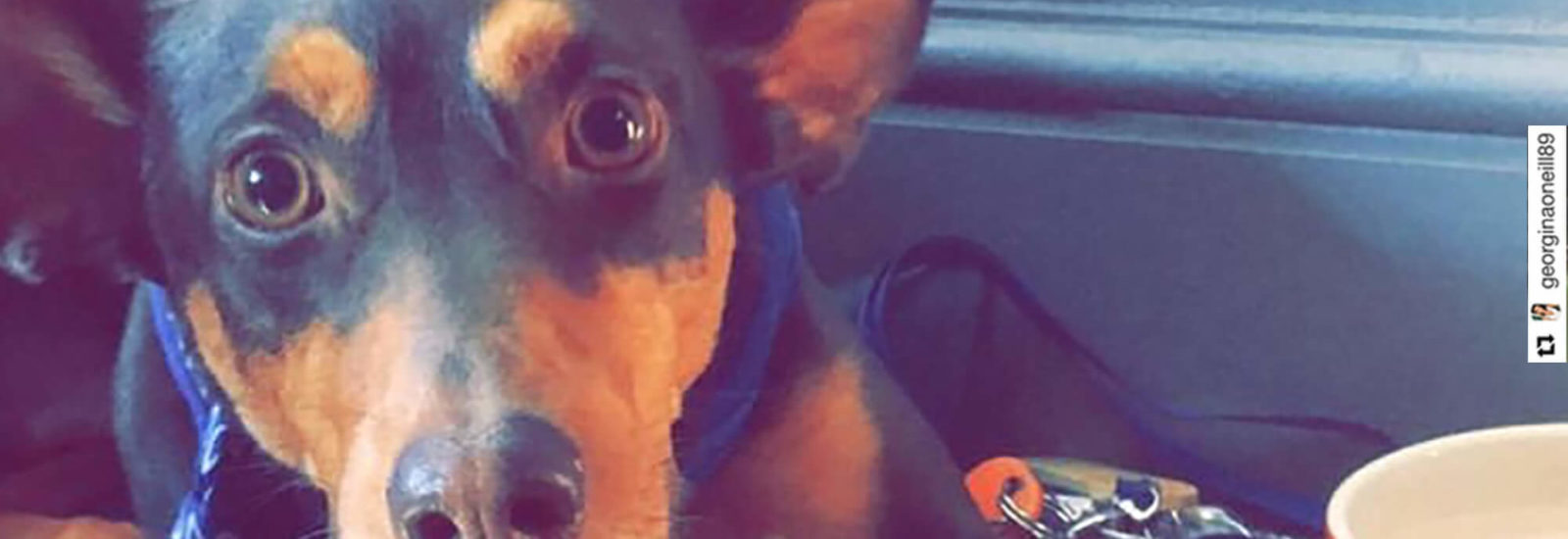 The White Horse Westbury-on-Trym - Bristol dog friendly - Bristol Barkers