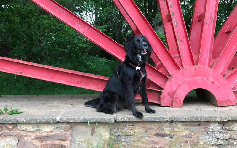 Frampton Cotterell & Centenary Field - Bristol dog walk - Bristol Barkers