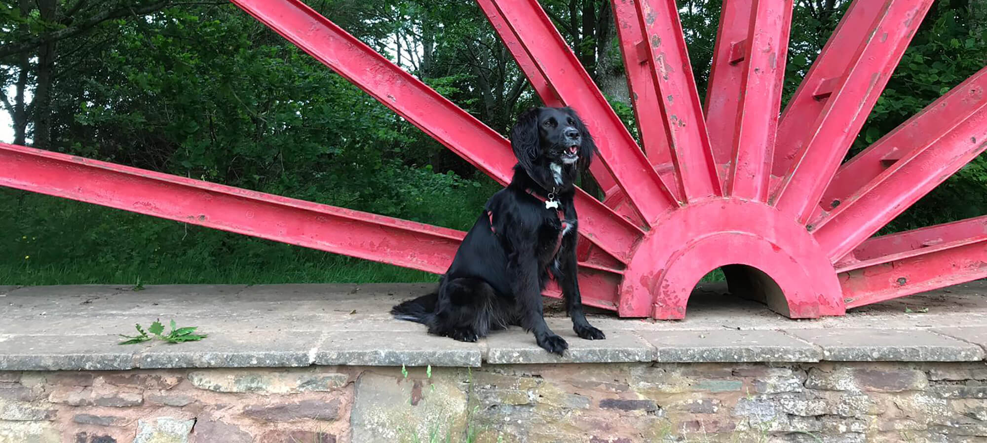 Frampton Cotterell & Centenary Field - Bristol dog walk - Bristol Barkers