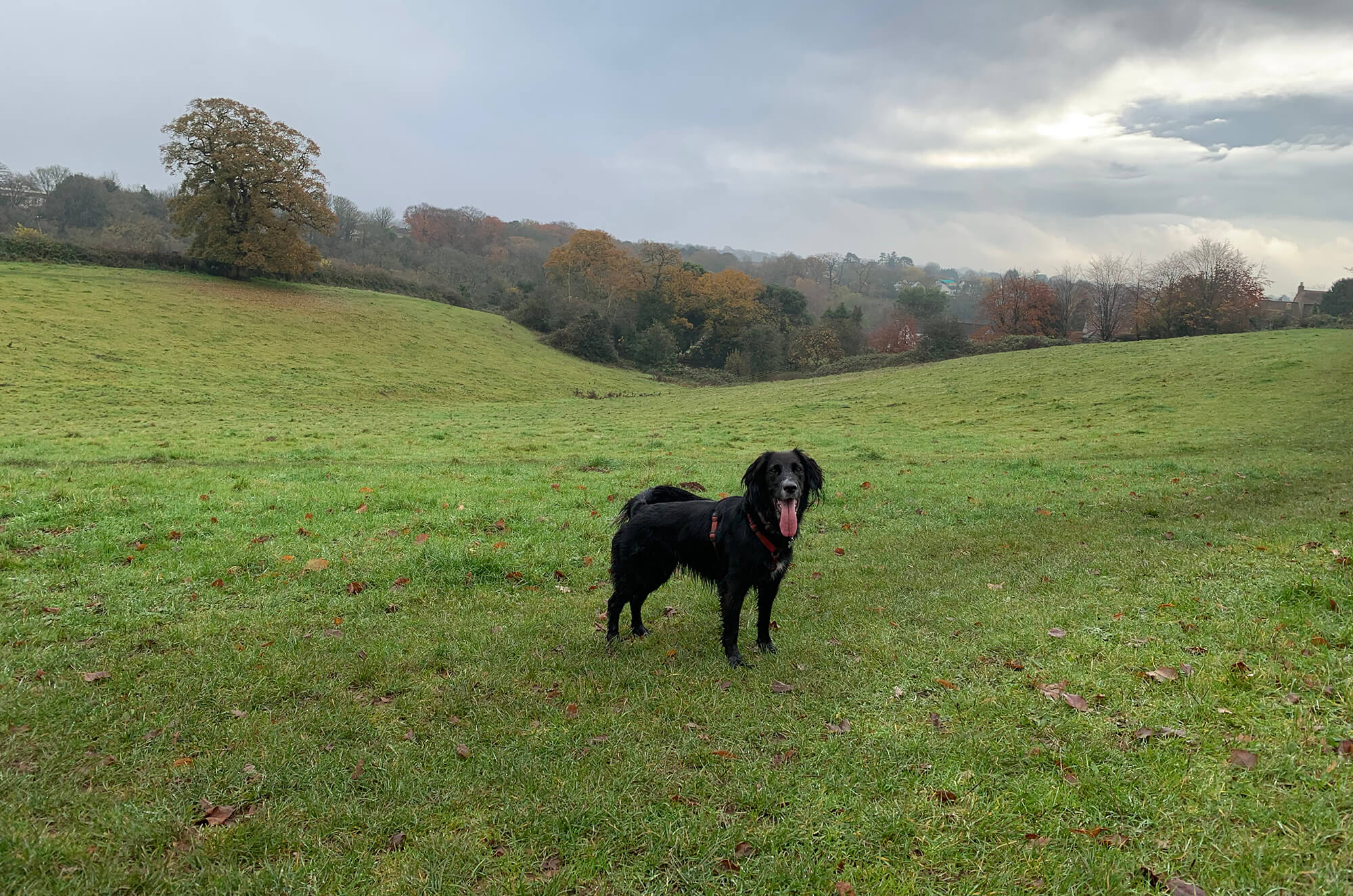 Frenchay Moor - Bristol dog walk - Bristol Barkers