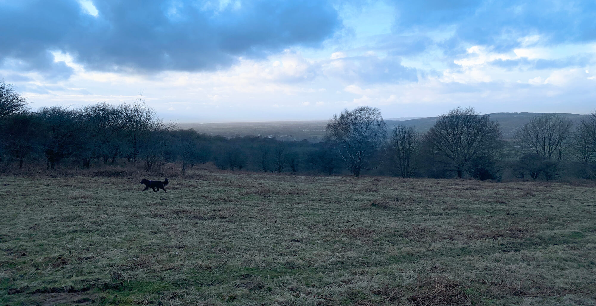 Burrington Ham - Bristol dog walk - Bristol Barkers
