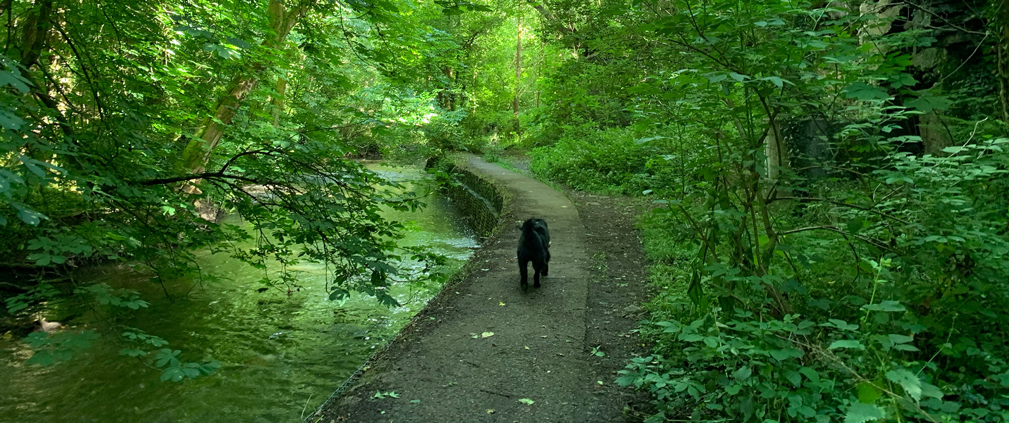 Frenchay to Bury Hill Fort - Bristol dog walk - Bristol Barkers