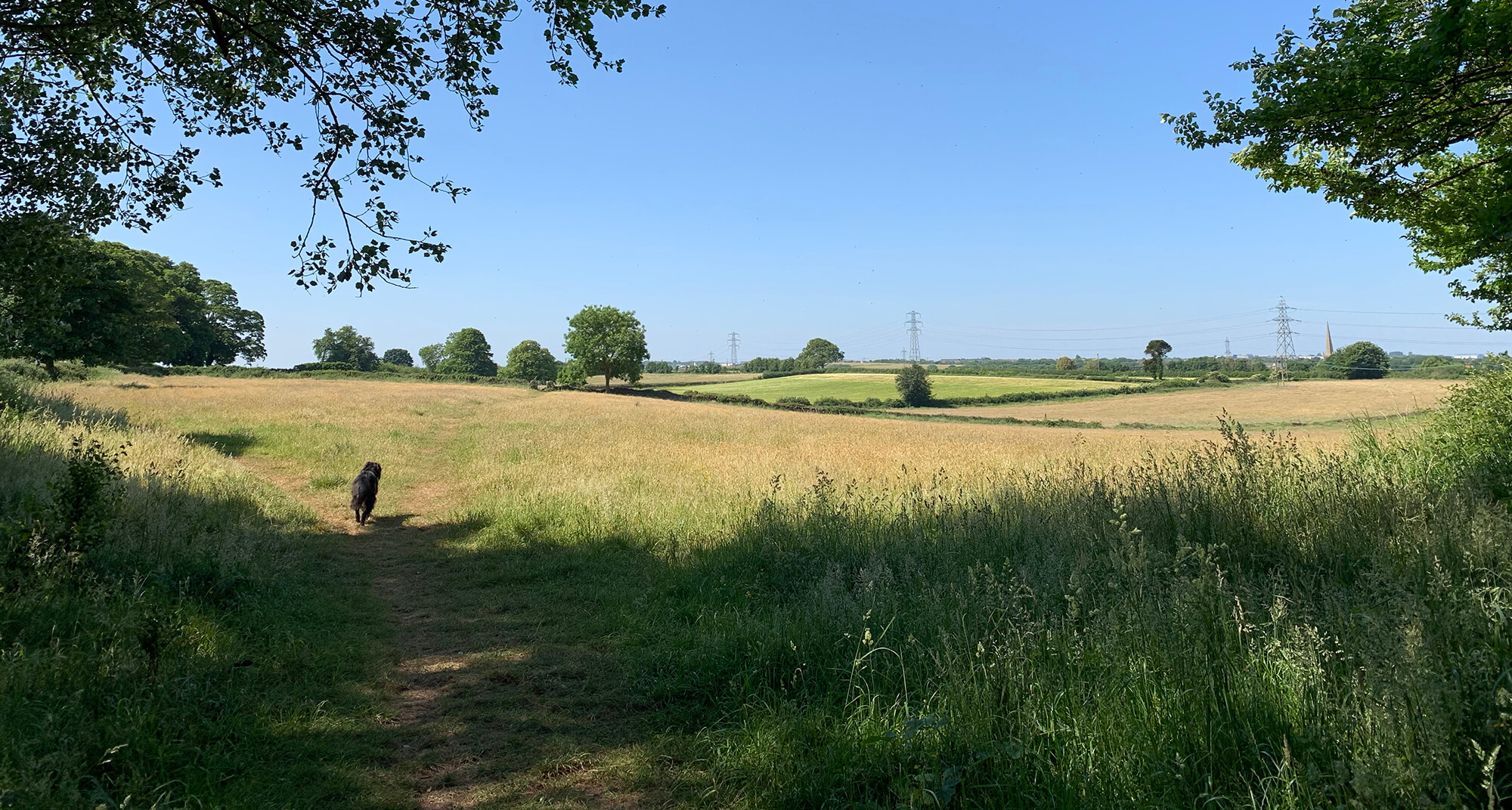 Monks' Pool & Bradley Brook Nature Reserves - Bristol dog walk ...