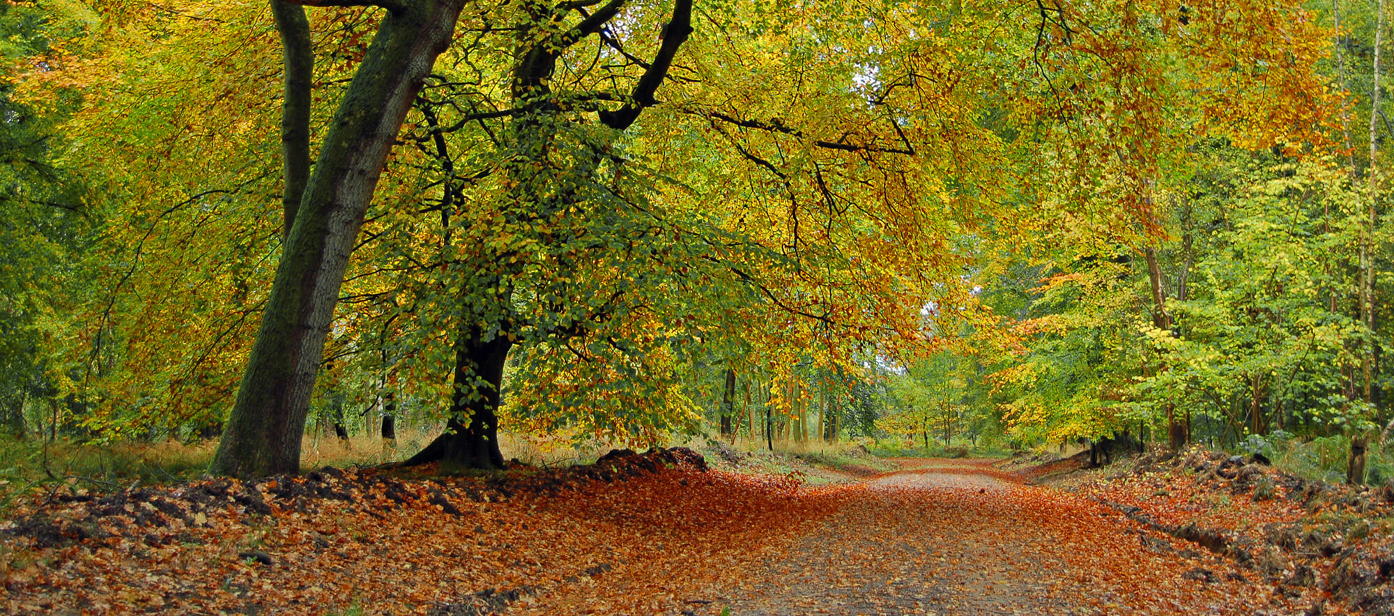 Savernake Forest - Bristol dog walk - Bristol Barkers