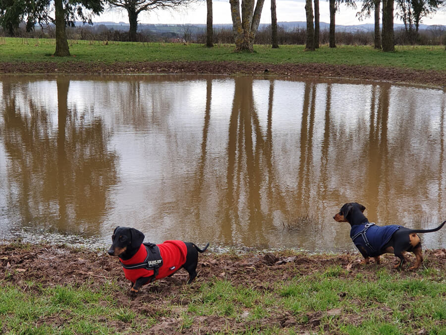 Shortwood Lodge Golf Club - Bristol dog walk - Bristol Barkers