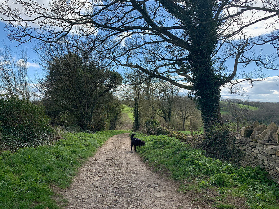 Marshfield Circular - Bristol dog walk - Bristol Barkers