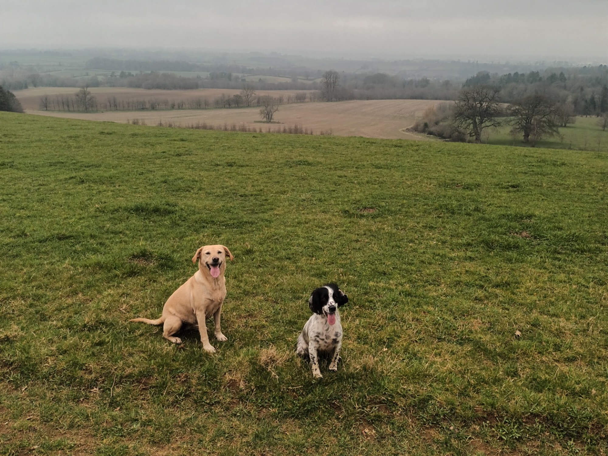 Ammerdown Woods - Bristol dog walk - Bristol Barkers